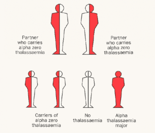 Inheriting thalassaemia - UKTS